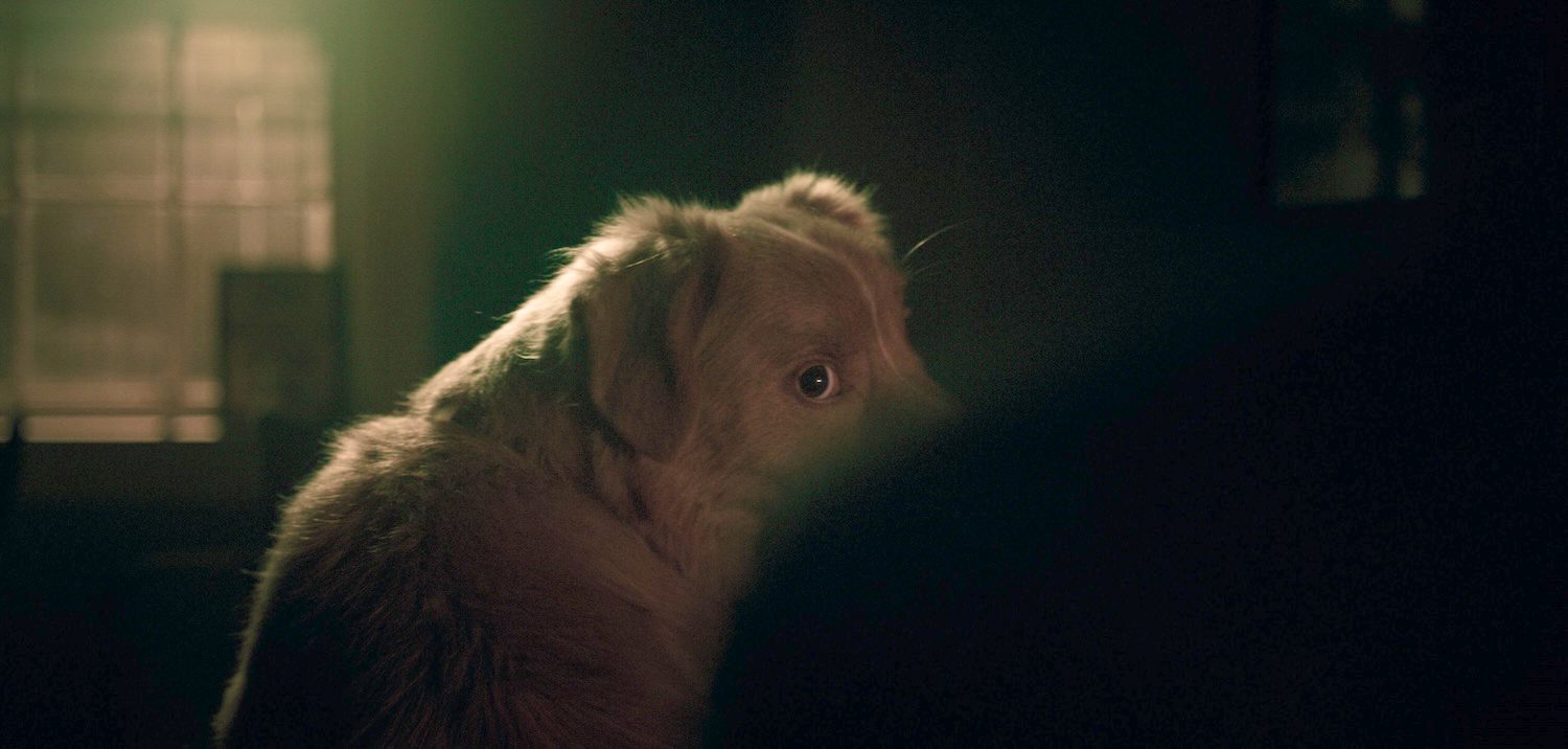 Heartfelt Spirit Elevates “Good Boy” | Film Festival Today